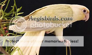 Mutation Greencheeks